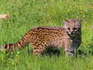 The Kodkod cat