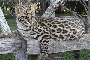 Southern Tiger Cat